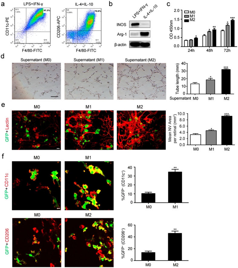 CD11c Antibody, FITC (11-0114-82)