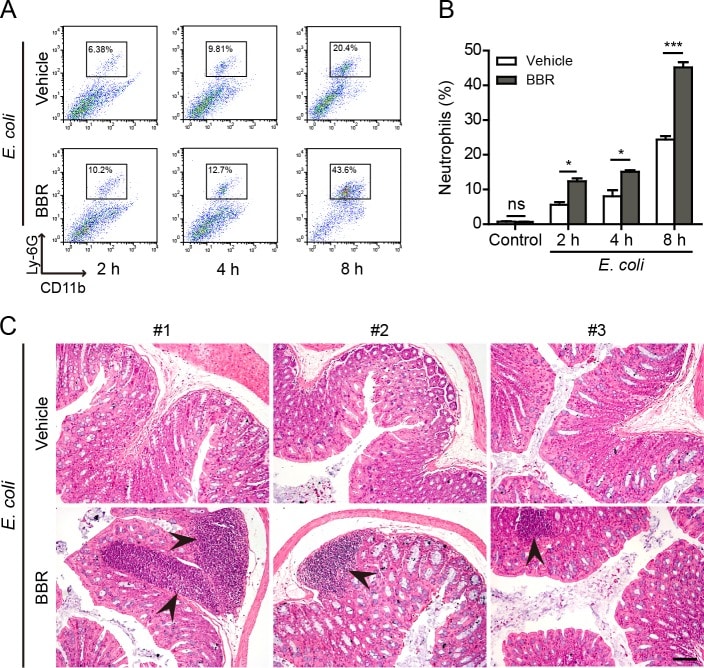 CD11b Antibody, Alexa Fluor™ 488 (53-0112-82)