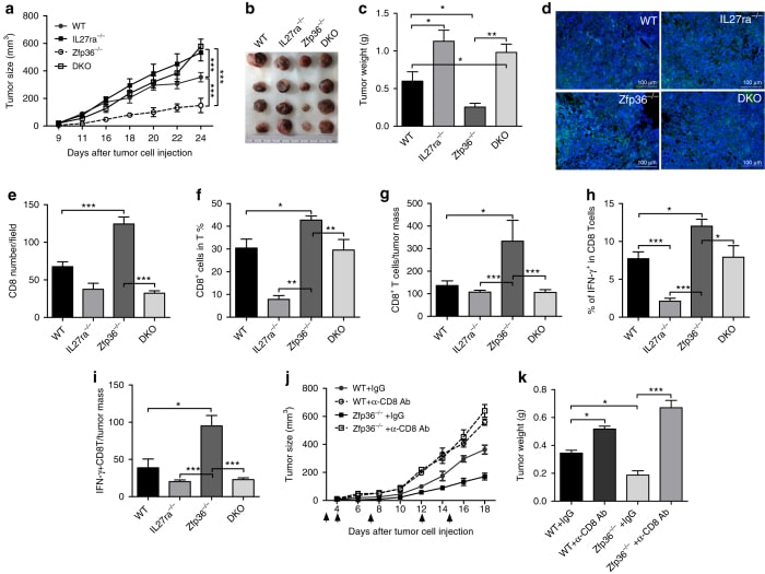 CD3 Antibody, Functional Grade (16-0032-82)