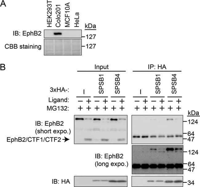 EphB2 Antibody (37-1700)