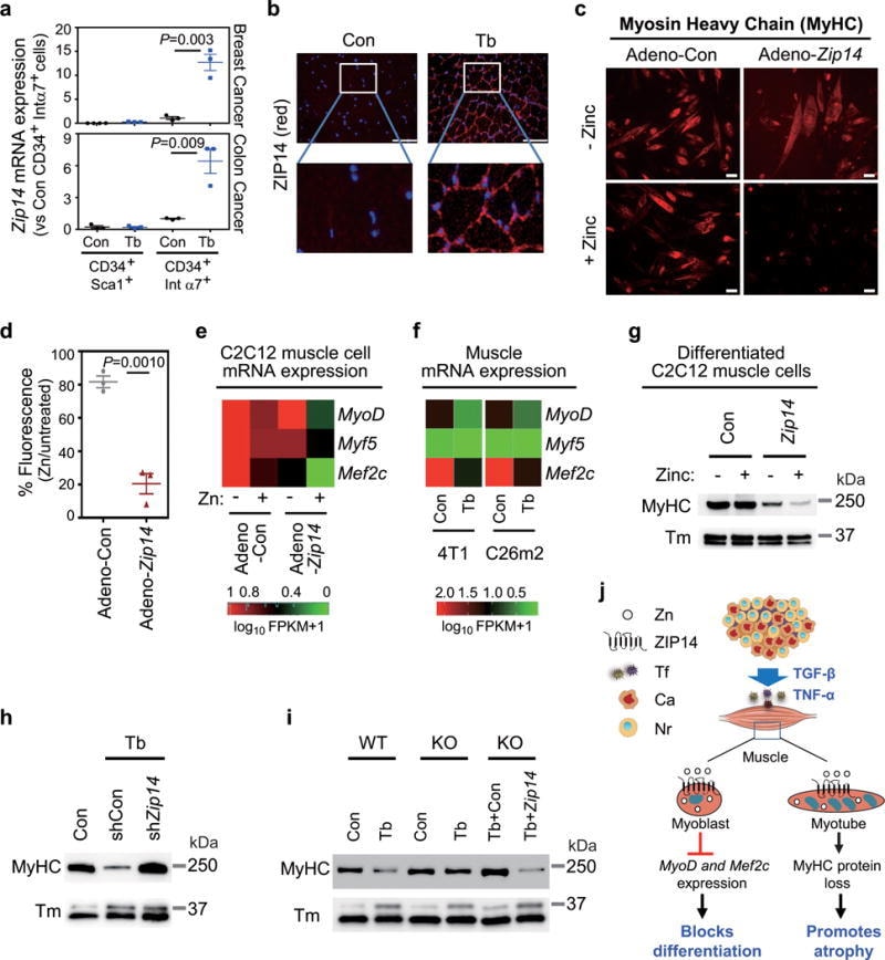 CD31 (PECAM-1) Antibody, PE (12-0311-82)