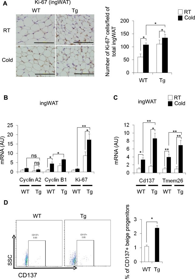 CD45 Antibody (14-0451-82)