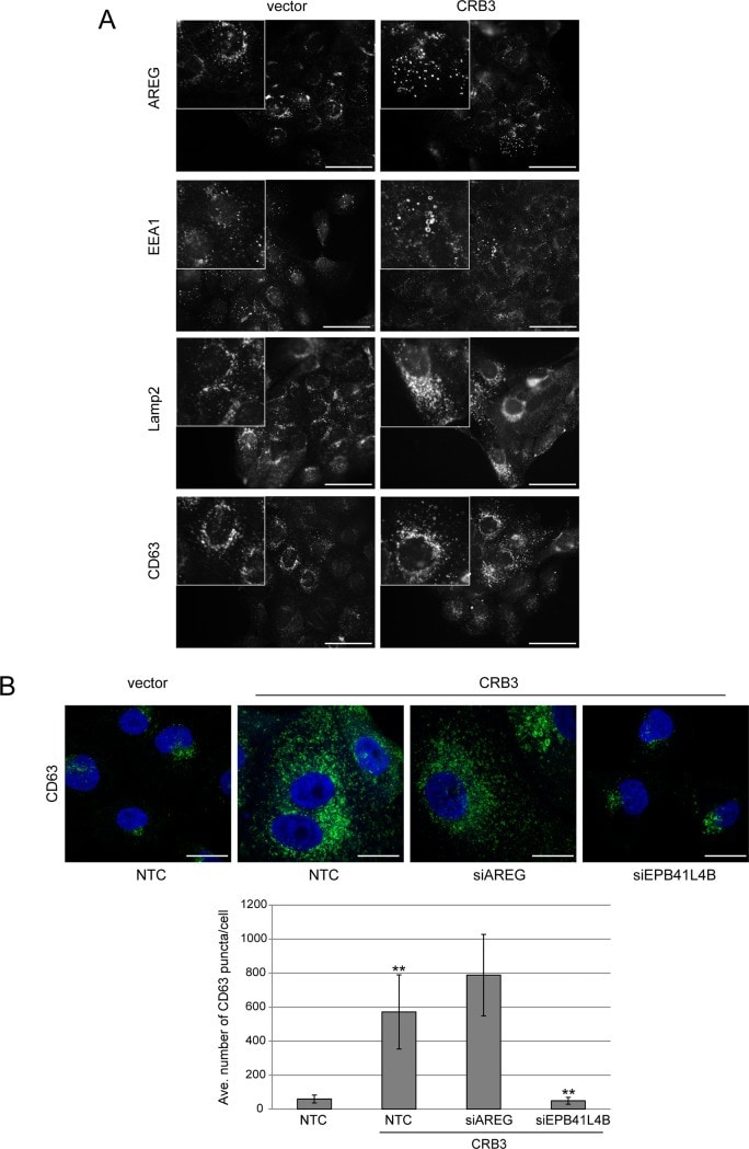CD63 Antibody, FITC (MA1-19602)