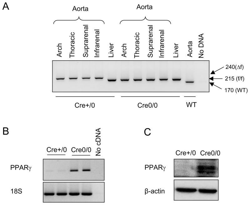 PPAR gamma Antibody (PA3-821A)