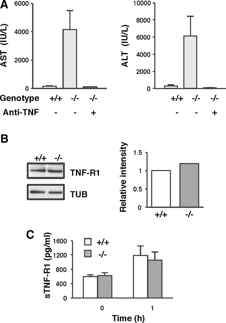 TNF alpha Antibody (P350)