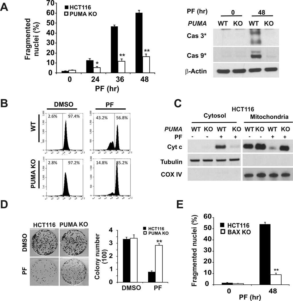 OxPhos Complex IV subunit IV Antibody (A21348)
