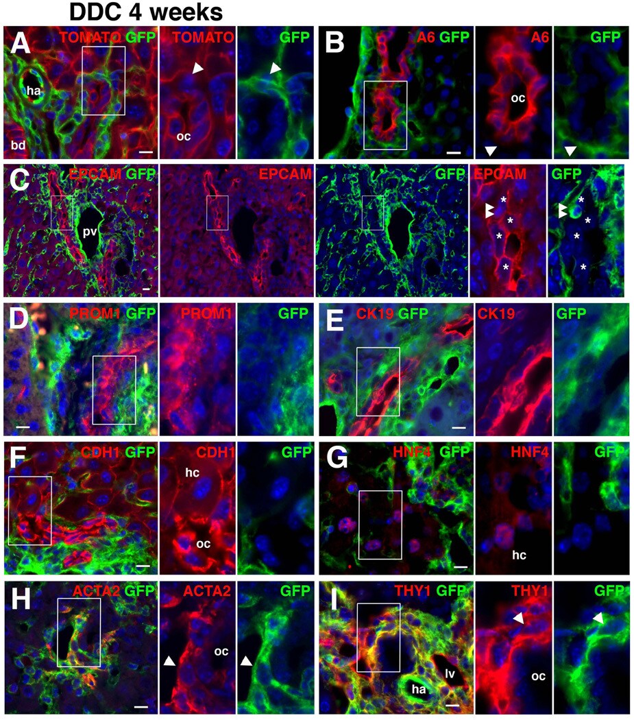CD133 (Prominin-1) Antibody (14-1331-82)