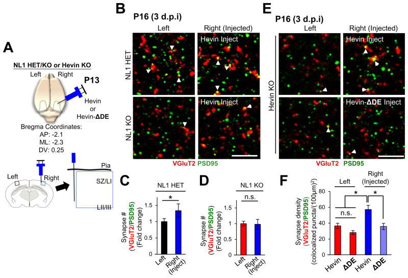 PSD-95 Antibody (51-6900)