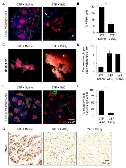 F4/80 Antibody (MF48000)