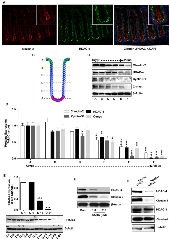 Claudin 4 Antibody (32-9400)