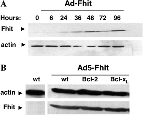 FHIT Antibody (71-9000)