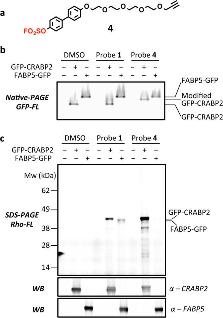 CRABP2 Antibody (PA5-27451)