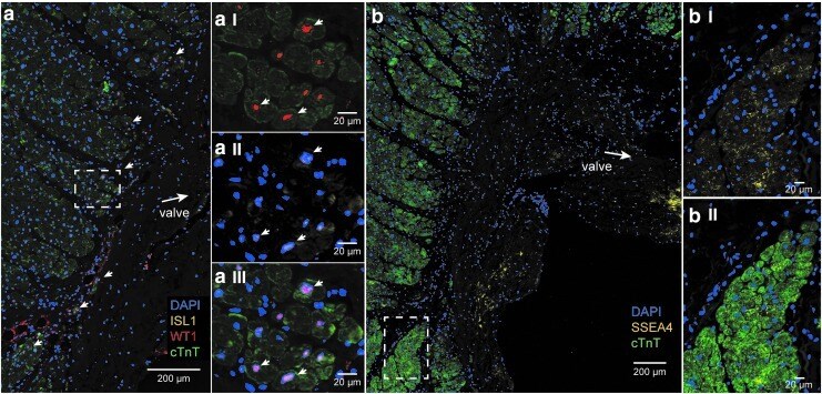 SSEA4 Antibody (14-8843-80) SSEA4 Antibody (14-8843-80)