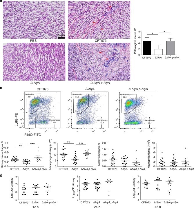 CD11b Antibody (14-0112-82)
