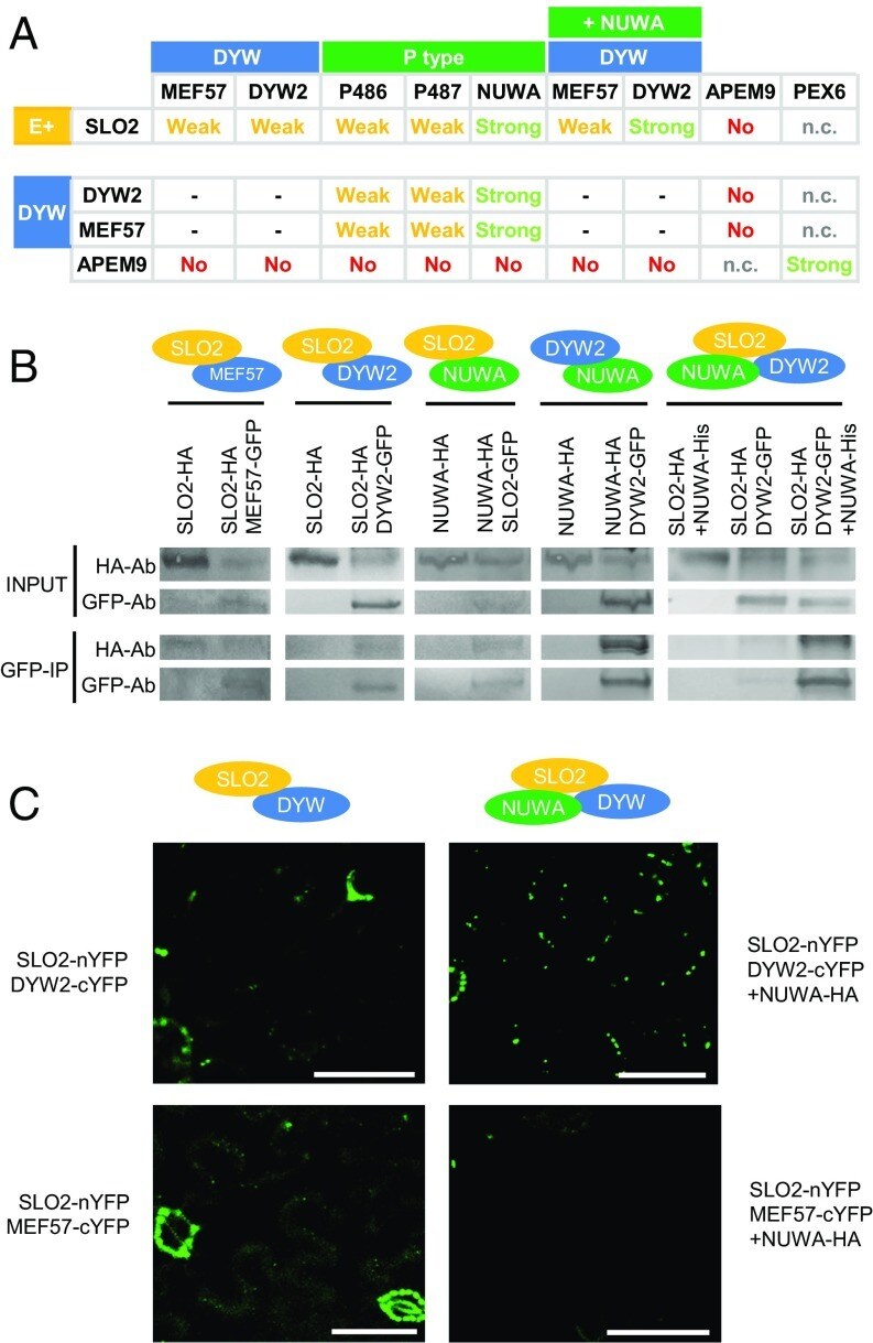 GFP Antibody, HRP (A10260)