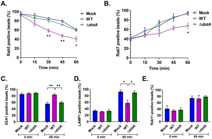 EEA1 Antibody (PA1-063A)