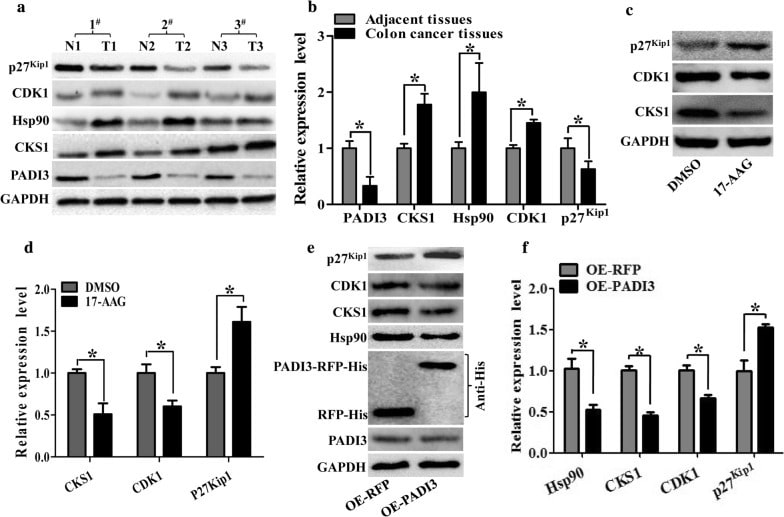 CDK1 Antibody (33-1800)