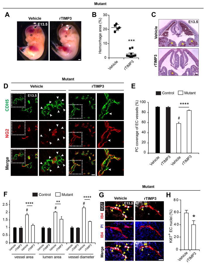 Ki-67 Antibody (PA5-19462)