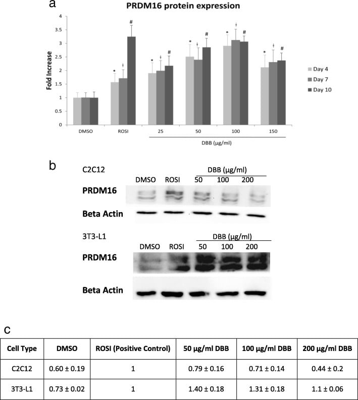 PRDM16 Antibody (PA5-20872)