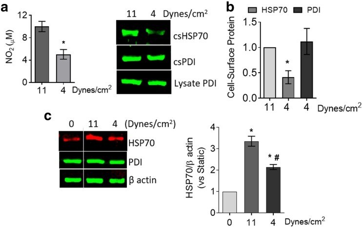 PDI Antibody (MA3-019)