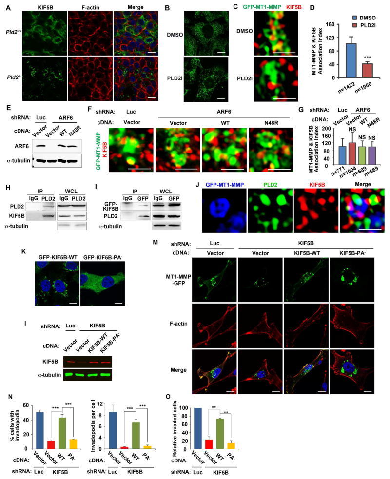 GFP Antibody (MA5-15256)