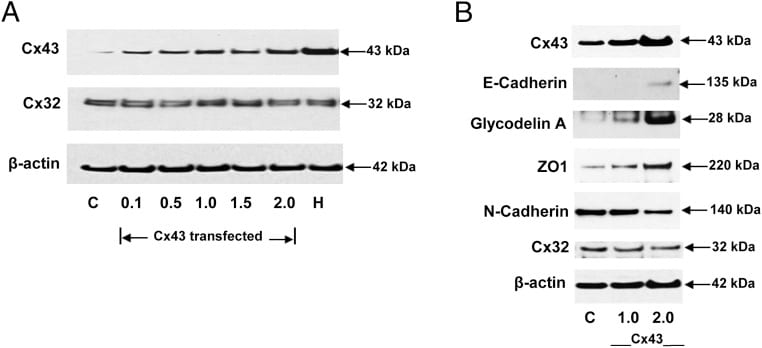 Connexin 32 Antibody (71-0600)