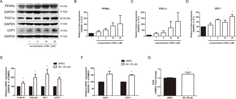 PPAR alpha Antibody (PA1-822A)