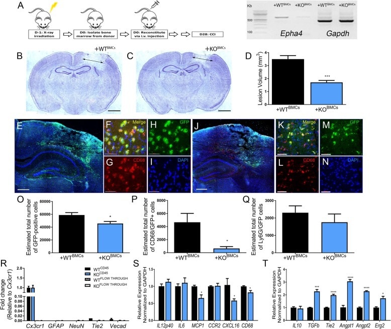 EphA4 Antibody (37-1600)