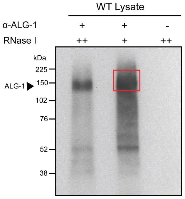 ALG1 Antibody (PA1-031)