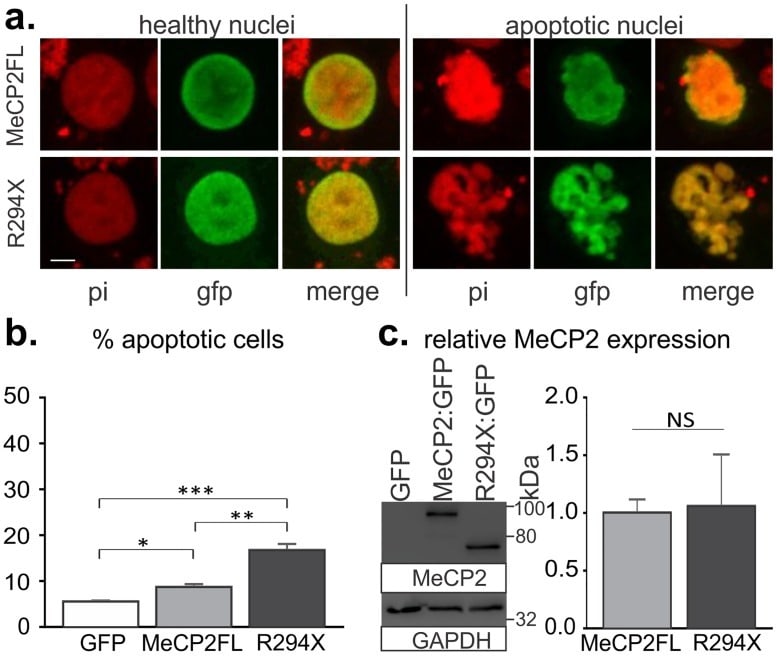 MECP2 Antibody (PA1-887)
