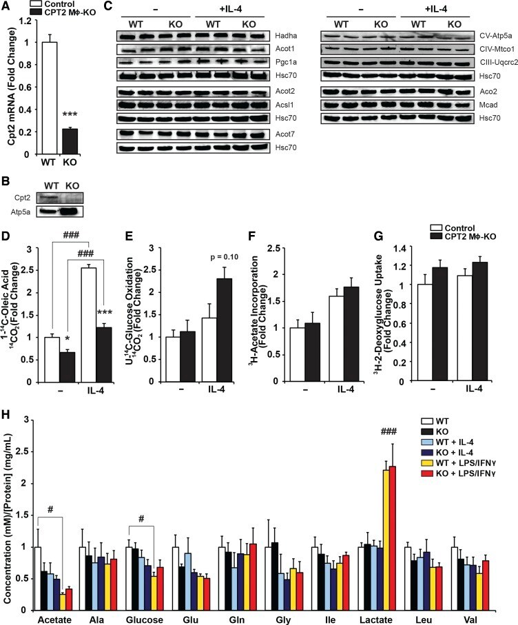 CPT2 Antibody (PA5-12217)