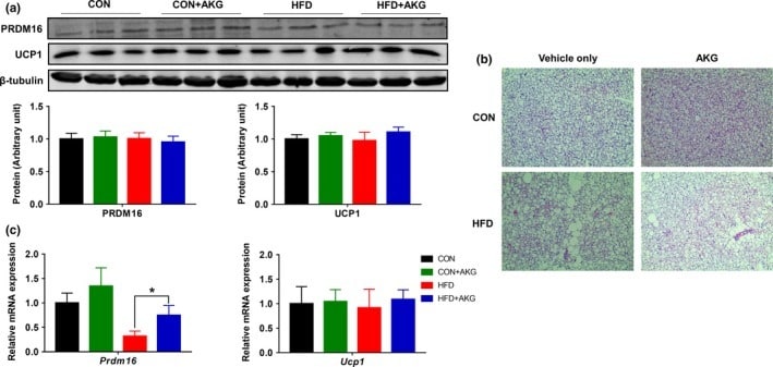 UCP1 Antibody (PA1-24894)