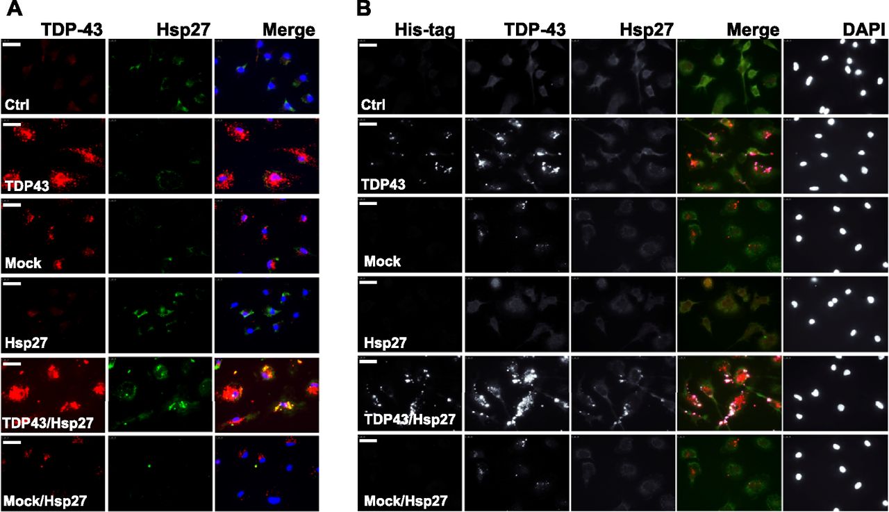 6x-His Tag Antibody (MA1-21315)