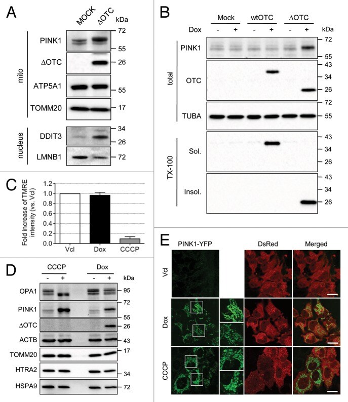 CHOP Antibody (MA1-250)