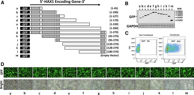 GFP Antibody (MA5-15256)