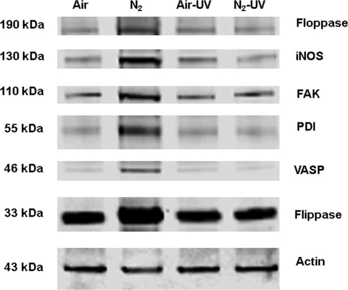 iNOS Antibody (PA1-036)