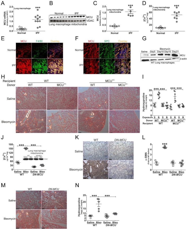 F4/80 Antibody (PA5-32399)