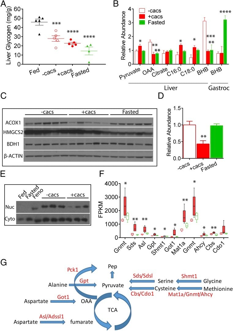 PPAR alpha Antibody (PA1-822A)
