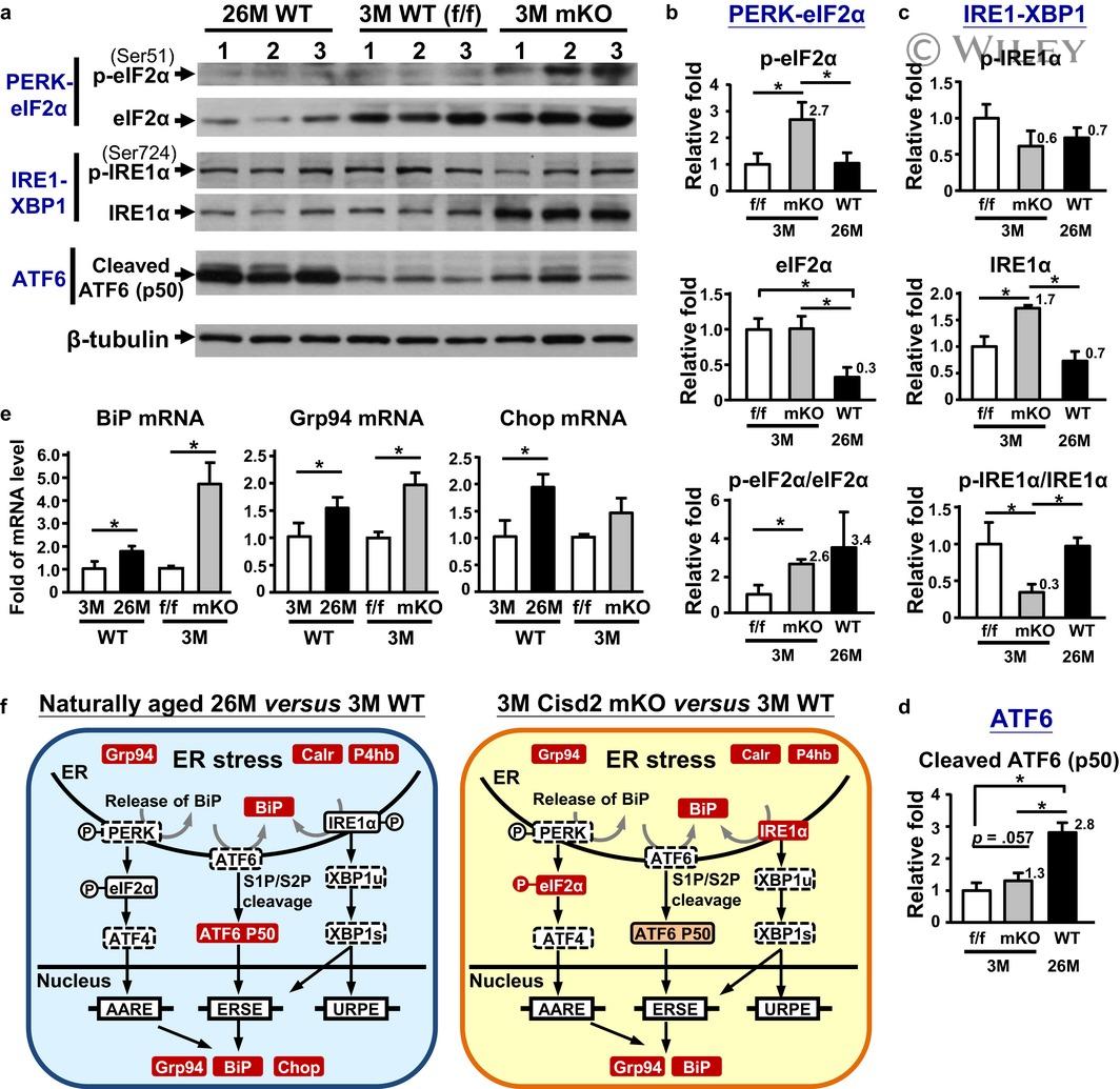 Phospho-IRE1 alpha (Ser724) Antibody (PA1-16927)