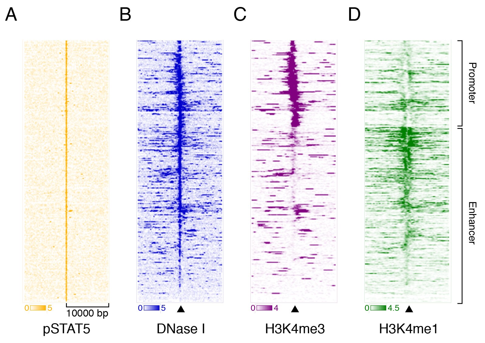 Phospho-STAT5 alpha (Tyr694) Antibody (71-6900)