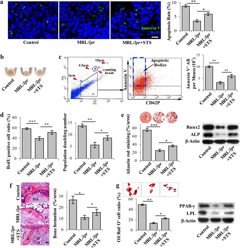 Cd62p P Selectin Antibody Pe 12 0626 80