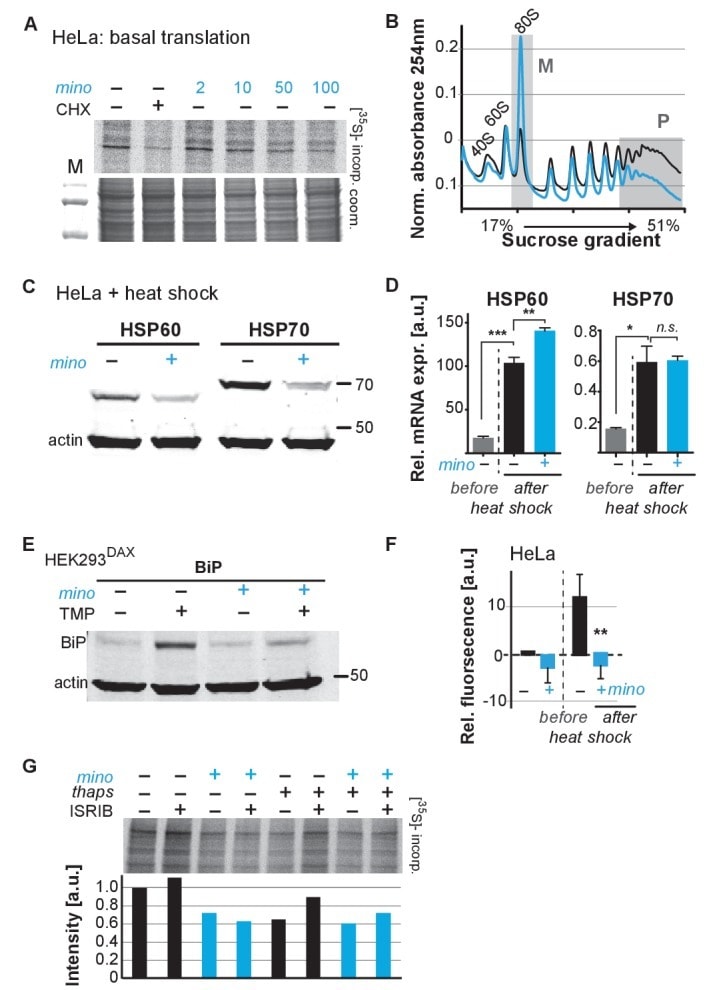 HSP60 Antibody (MA3-012)