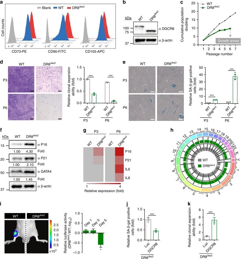 CD105 (Endoglin) Antibody, APC (17-1057-42)