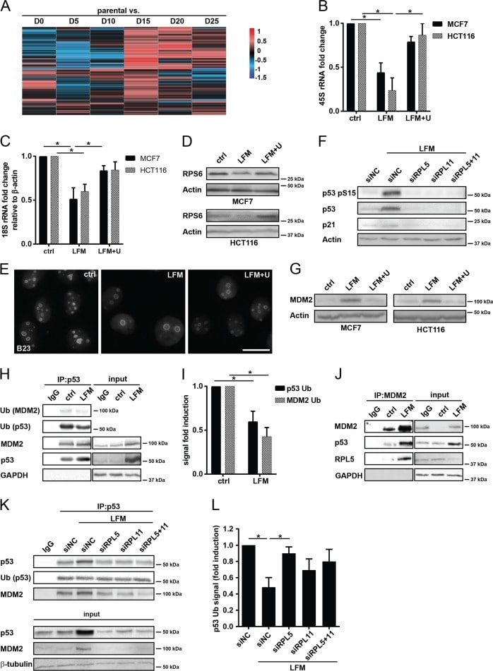 beta Actin Antibody, HRP (PA1-183-HRP)