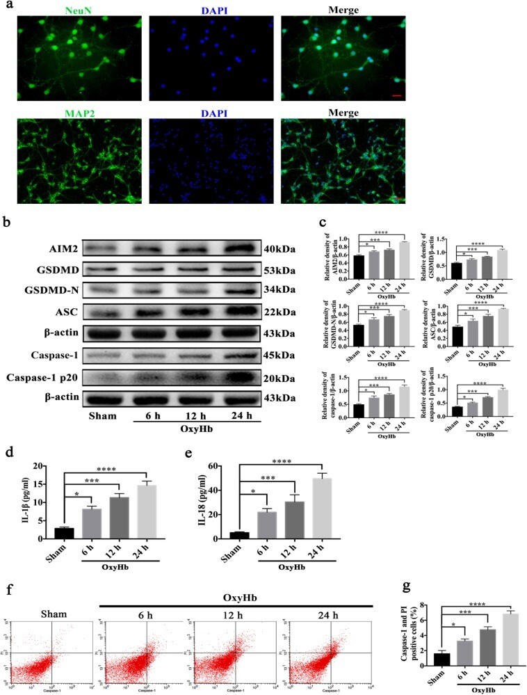 AIM2 Antibody (14-6008-93)