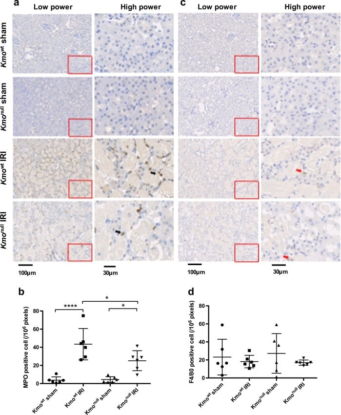 F4/80 Antibody, eFluor® 450 (48-4801-82)
