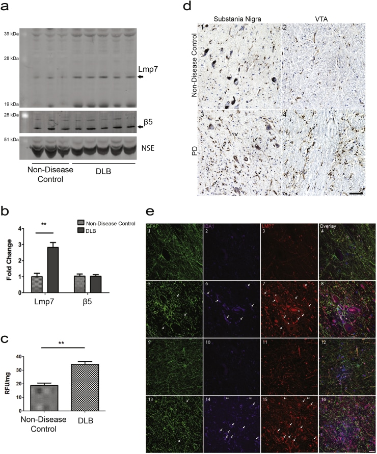 PSMB5 Antibody (PA1-977)