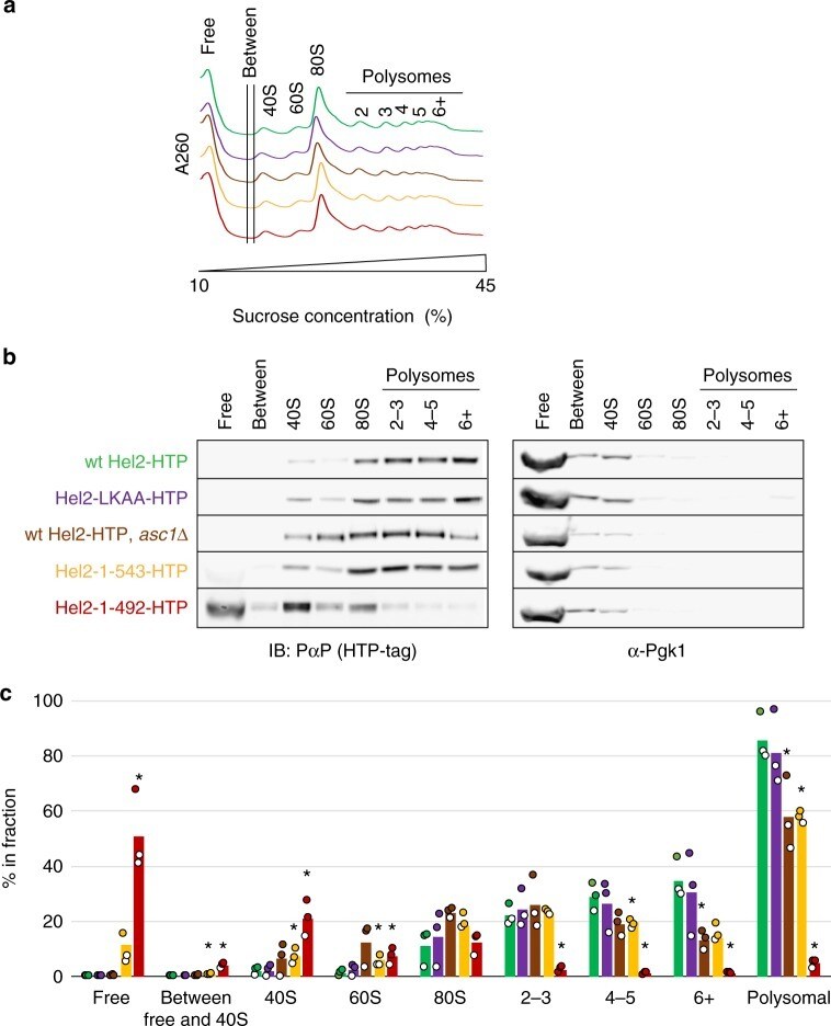 PGK1 Antibody (PA5-28612)