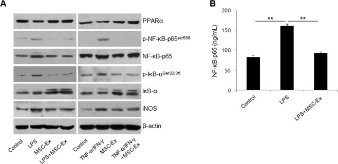 iNOS Antibody (PA1-036)