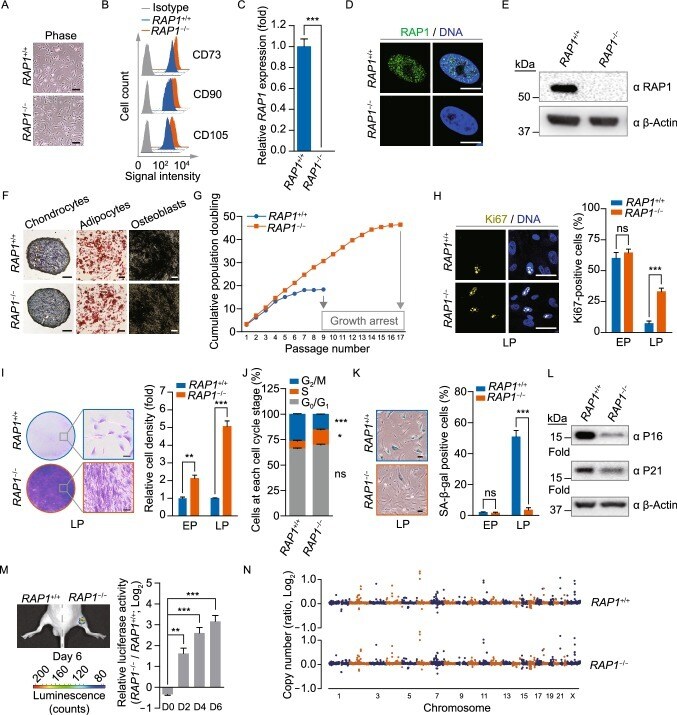 CD105 (Endoglin) Antibody, PE (12-1057-42)